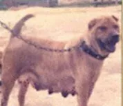 Die legendäre Chao Pi | Der chinesische Shar Pei