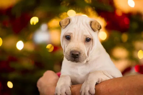 Lily, our singleton | The chinese Shar Pei