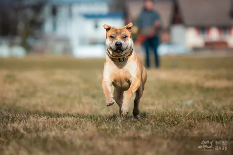 Interview with South of the Clouds PanHu | The chinese Shar Pei
