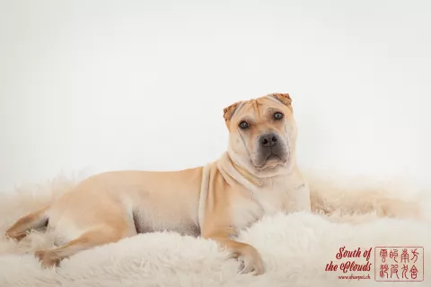 Interview with Guan Shen Diting | The chinese Shar Pei